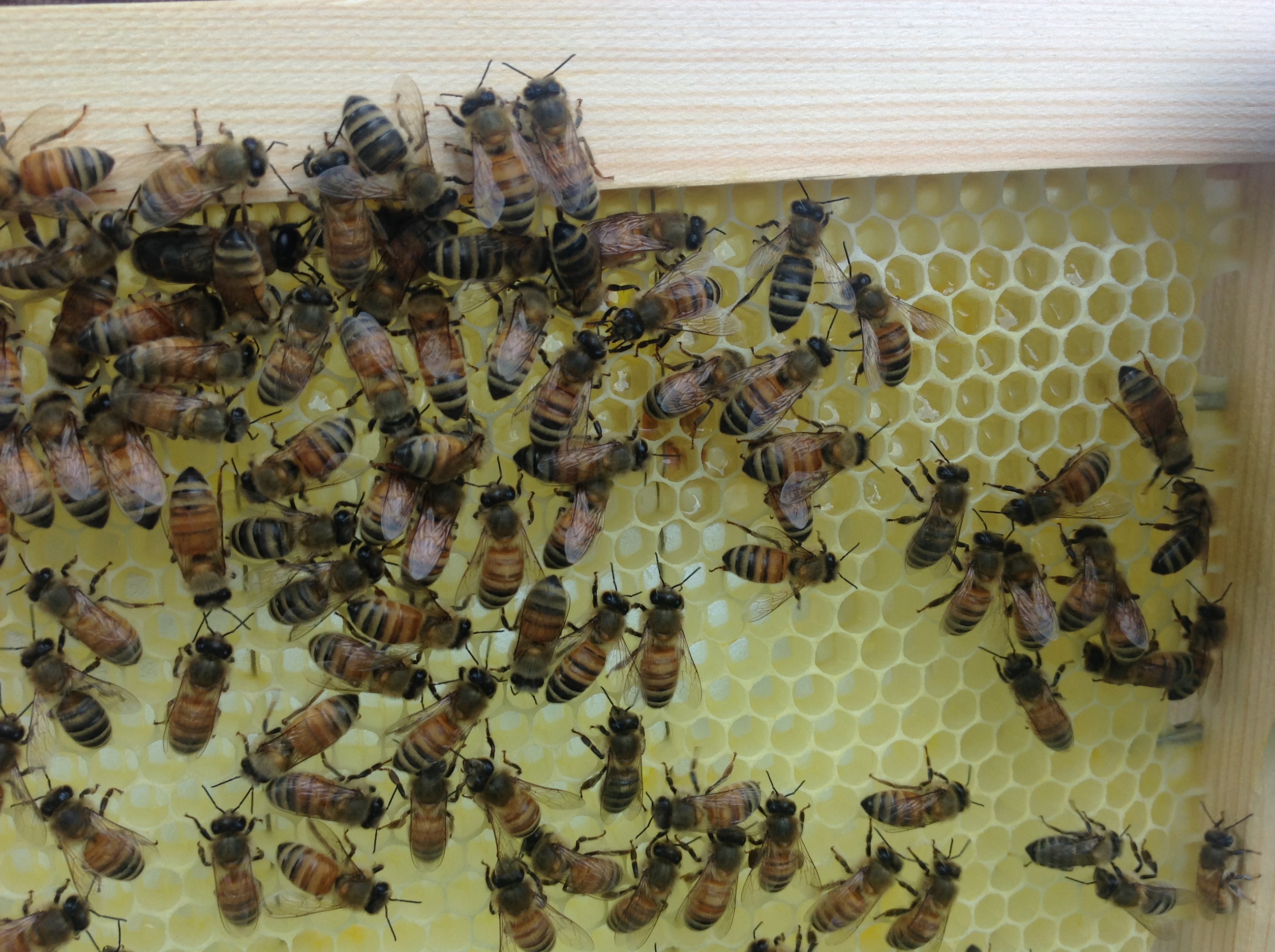 IMG_0042 – Frederick County Beekeeping Association