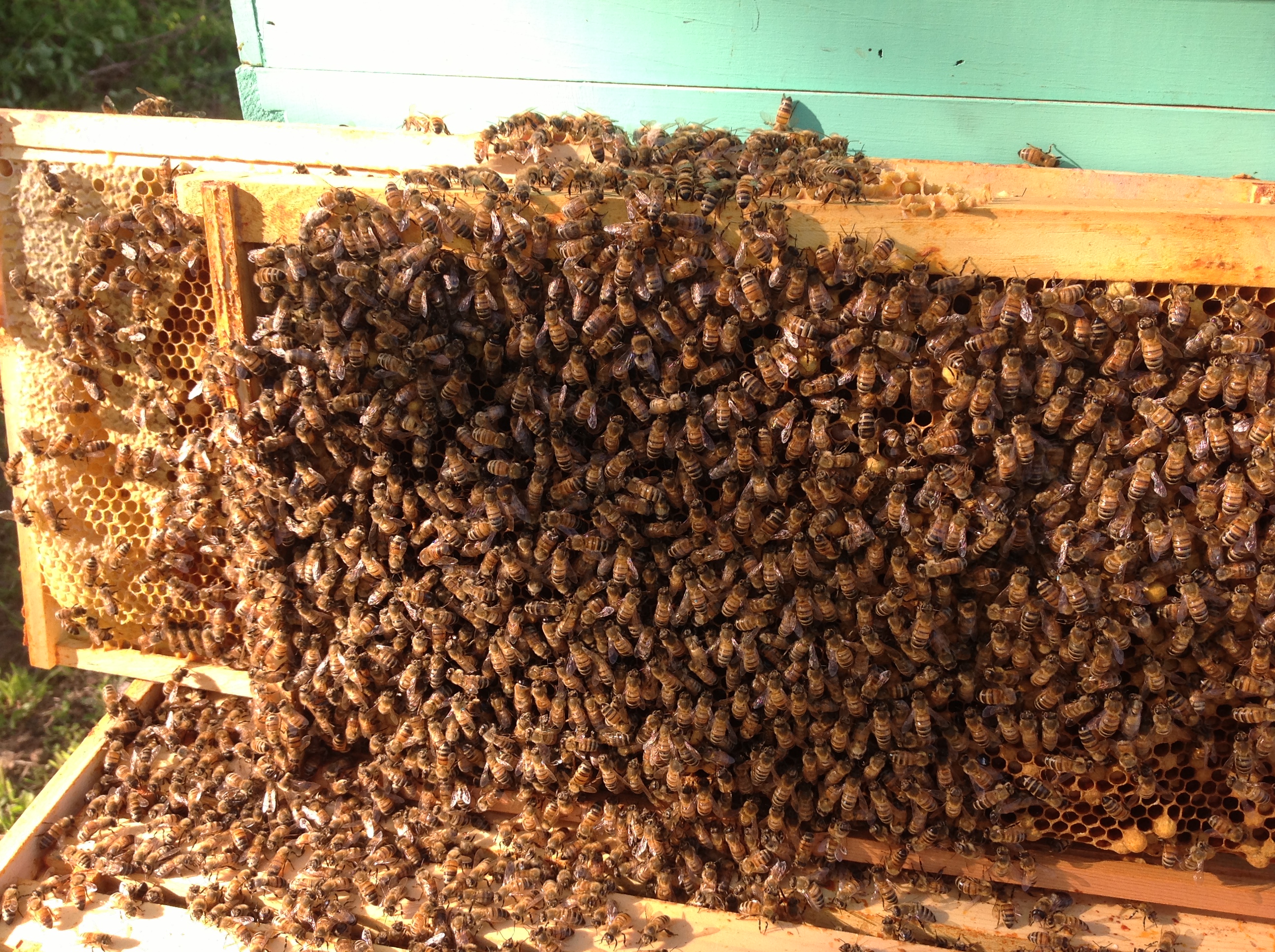 IMG_0520 – Frederick County Beekeeping Association