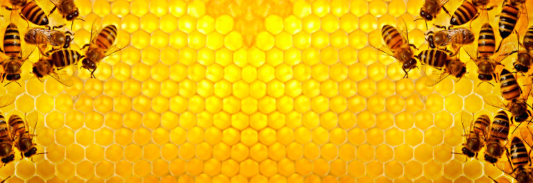 Frederick County Beekeeping Association – Educate and Advocate for ...